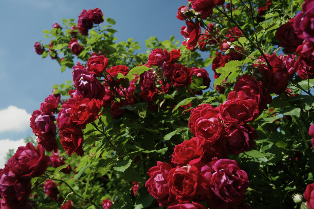 Quick-Tips for Starting Your Own Rose Garden – AquaVor Easy Feeding Can